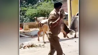 शाहजहांपुर के जलालाबाद थाने में लड़ते हुए घुसे दो सांड़, पुलिसकर्मियों ...