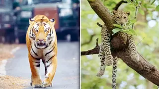 पीलीभीत में बाघों की 'दहशत' से तेंदुए छोड़ रहे जंगल, अब योगी सरकार यहां ...