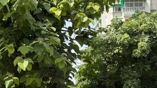 कंक्रीट के जंगल में गौर कास्केड्स सोसायटी में हरियाली का खजाना, 53 ...