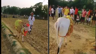 श्रावस्ती में गाय आठ दिन से लगा रही थी खेत का चक्कर, लोगों ने समझा ...