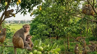 यूपी सरकार की पहल, शहरों में बंदरों के आतंक से मुक्ति दिलाएंगे कपि वन ...