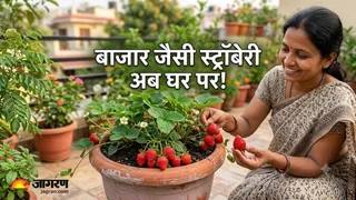 सोचते हैं गमले में नहीं उगेगी स्ट्रॉबेरी? सही मिट्टी और खाद का ये ...