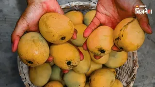 जापान के बैन के बावजूद 45 देशों तक पहुंचा भारतीय आमों का निर्यात, कौन ...