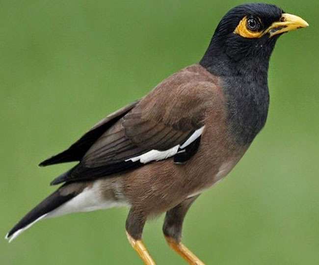 मोबाइल टावर से निकलने वाली तरंगें बनीं जान की दुश्मन