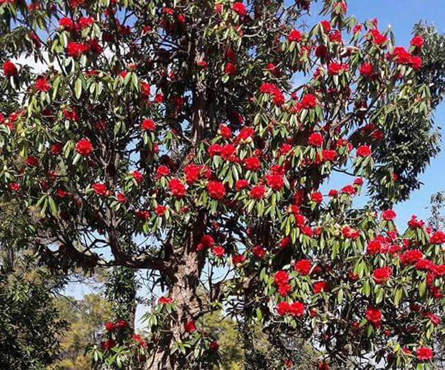 सरकारी खजाने में इजाफा कर सकता है वादियों में महकता बुरांस
