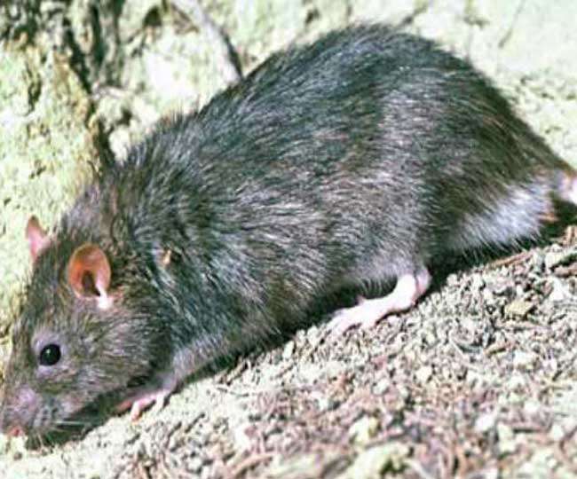 चूहे में विकसित मानवीय मस्तिष्क से हो सकेगा मानसिक रोगों का इलाज