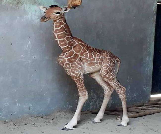 पटना जू में बढ़ गई है जिराफ की संख्या देश में कोलकाता के बाद दूसरे ...