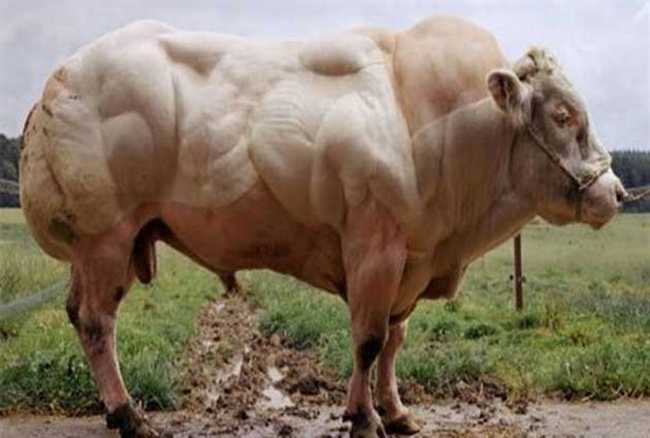 जिम जाने वालो इस बॉडी बिल्डर बुल को भी देख लोजिम जाना छोड़ दोगे