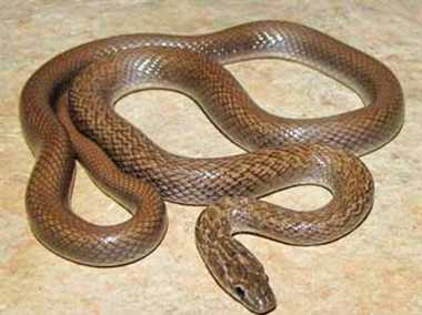 छत्तीसगढ़ में मिला दुर्लभ इंडियन स्मूथ स्नेक