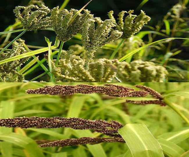 पर्वतीय जिलों में लहलहाएंगी मंडुवा-झंगोरा की फसलें, 1400 से ज्यादा ...