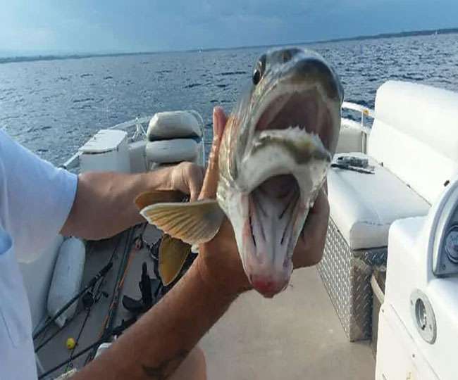 Viral हुई दो मुंह वाली मछली, करिश्माई तस्वीर को देख लोग हो रहे हैरान ...