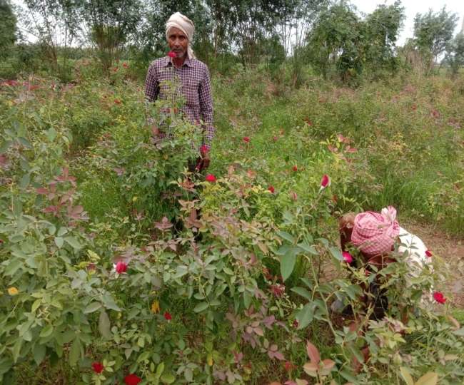 National Rose Day गुलाब की कलम से लिखी मुनाफे की कहानी Agra News - rose ...