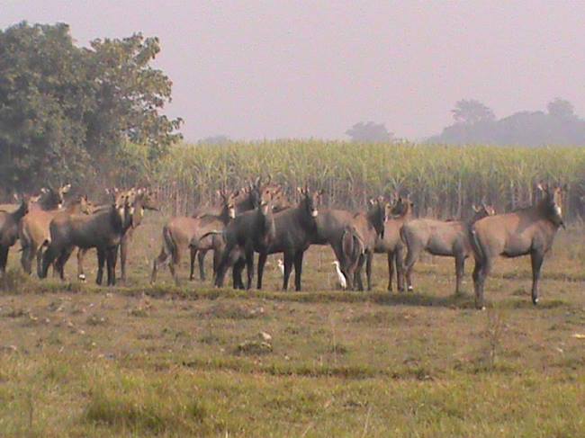 नील गायों के उपद्रव से सोना उगलने वाला भूमि हो रही बंजर