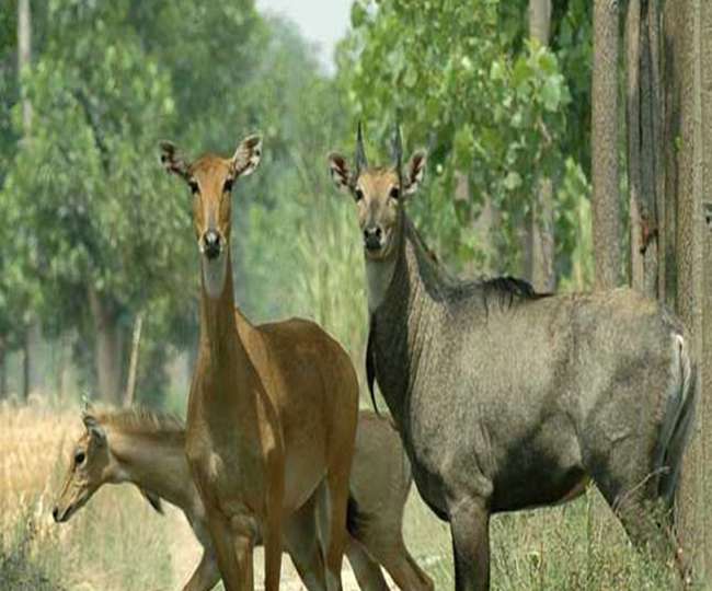 इस कारण हरियाणा के राज्‍यपशु को मार दी गोली - Nil Cow bullet shot at Siswal