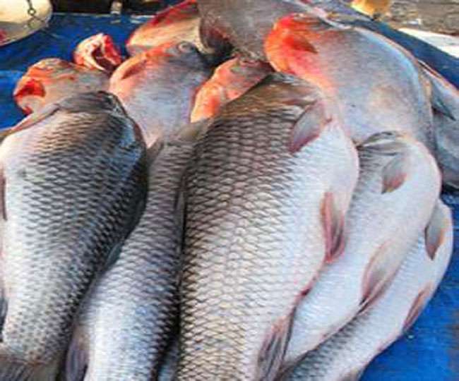 नीतीश सरकार ने आंध्र की मछली पर उठाया यह कदम, CS की बैठक में हुआ फैसला ...