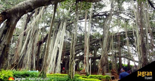 पेड़-पौधों की 150 दुर्लभ प्रजातियां और 2800 जटाओं वाला बरगद का पेड़ ...