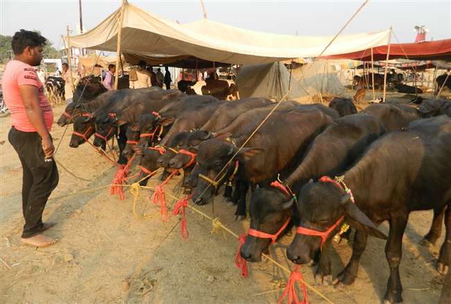 ददरी मेला : थोड़ा अजब अधिक अलबेला, देश का दूसरा सबसे बड़ा ऐतिहासिक पशु ...