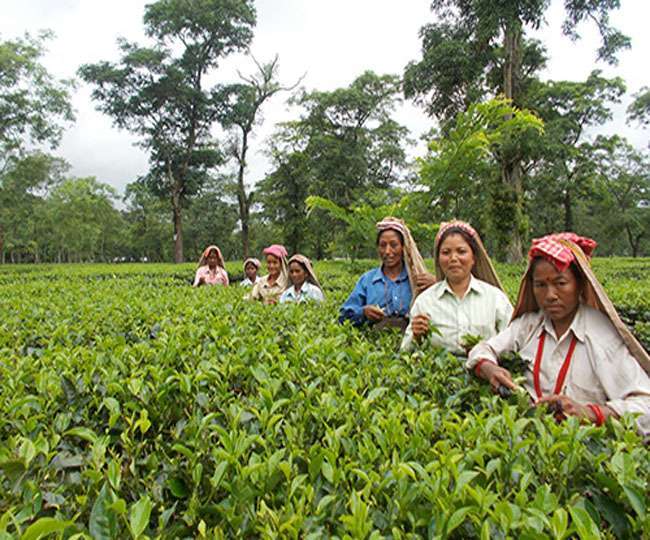चाय की गुणवत्ता के मद्देनजर 15 दिसंबर से पत्तियों को तोड़ने पर लगी रोक ...