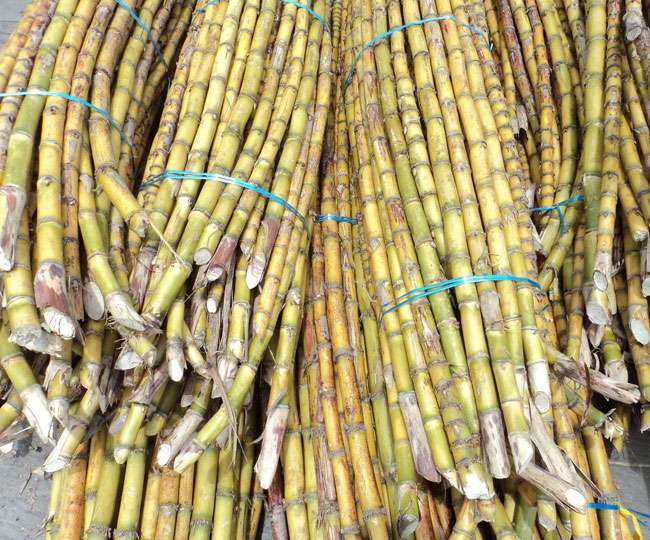 एनर्जी केन बंजर भूमि को बनाएगी उपजाऊ, खोई से तैयारी होगी बिजली, वेस्ट ...