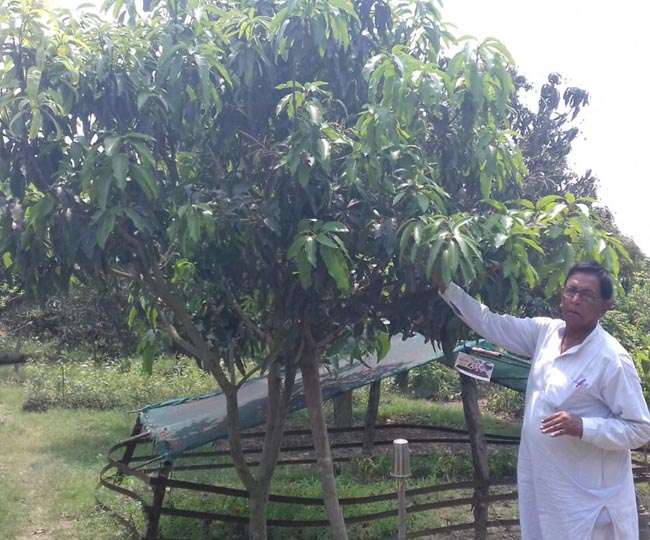 AMAZING: यहां एक पेड़ पर फलते 45 किस्म के आम, सात-सात किस्म के लीची व ...