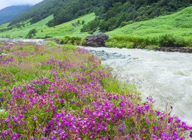 फूलों की घाटी में फोटोग्राफी का मजा लेना है, तो घूम आइए उत्तराखंड के ...