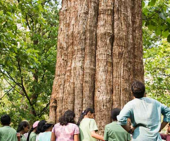 बच्चों के जन्म के साथ लगाए पेड़, इनसे पता लगाते हैं बच्चों की उम्र ...