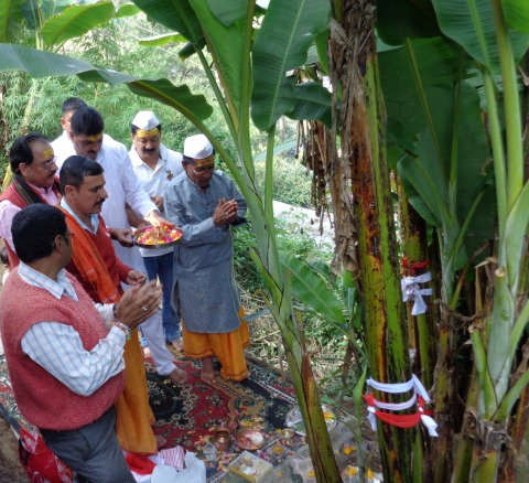 कदली वृक्ष जो खुद को करता है अर्पण