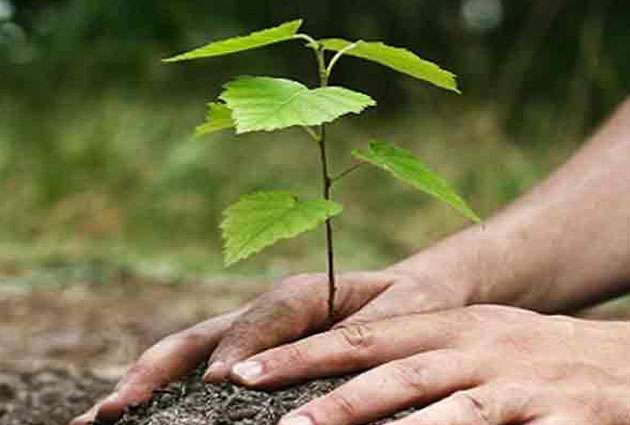 संजीवनी बूटी से कम नही है ये वृक्ष, कैंसर भी हो जाता है ठीक