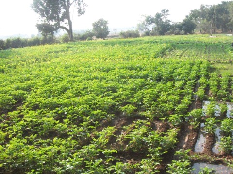 सब्जी की खेती से आर्थिक स्वावलंबन की ओर अग्रसर हैं किसान