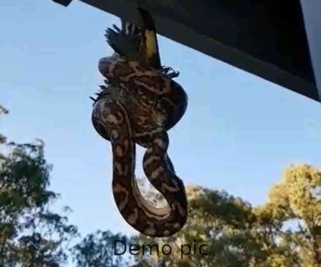 सोशल मीडिया पर हवा में लटक कर चिड़िया का शिकार करते अजगर का वीडियो ...