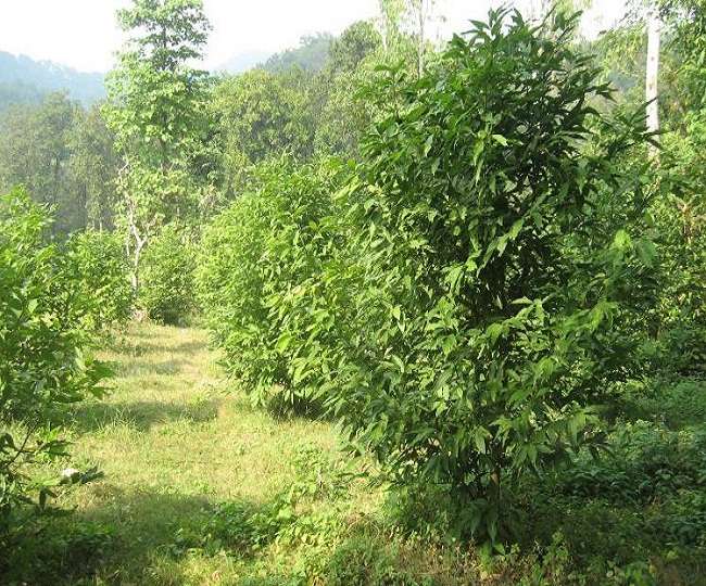 नैनीताल बनेगा तेजपात उत्‍पादन का हब, जानिए योजना और इस सगंध पत्‍ते के ...