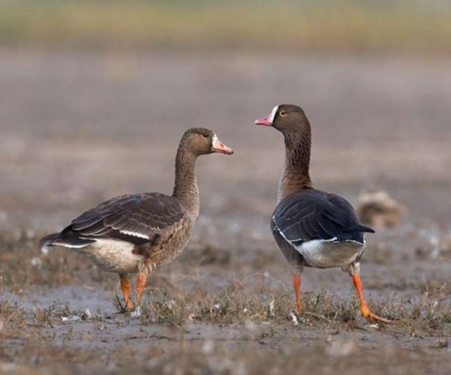 गायब होने की कगार पर पहुंच चुकी सोहन चीड़िया को इस सेंचुरी में देख पाना ...