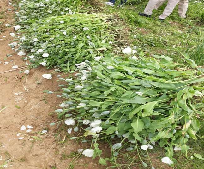 अफीम की खेती कर रहा था किसान, पुलिस ने कर दी कार्रवाई