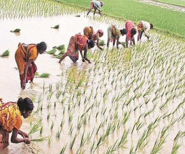 कृषि सलाह धान की पनीरी बीजने के लिए करें खेतों की तैयारी - Agriculture ...