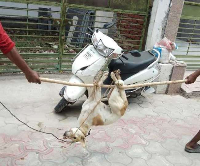 कुत्तों के आतंक से परेशान लोगों ने उठाया यह कदम तो मेनका गांधी हुई ...