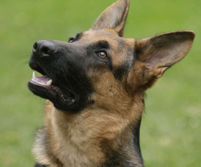 अनोखा मामला ब्‍लड देकर एक एनीमिक डॉग की जान बचाने आगे आया दूसरा डॉग