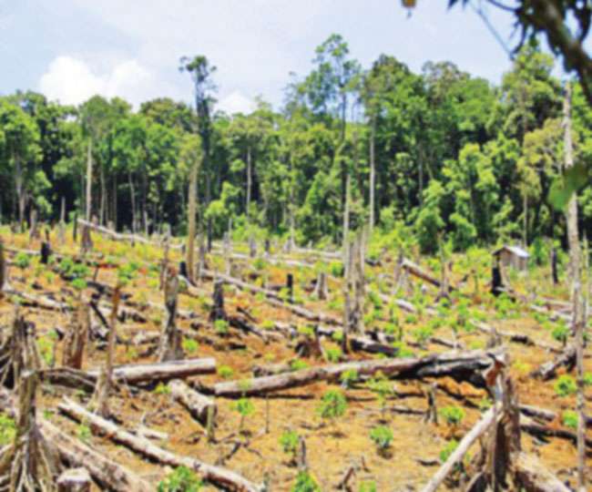17 साल में भारत में खत्म हुए 16 लाख हेक्टेयर से अधिक वन, चिंताजनक हालात ...
