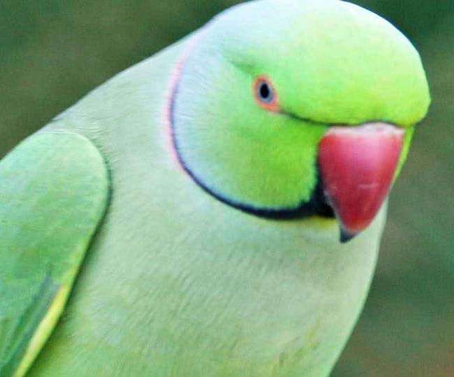 ड्रग्स तस्करों के साथ गिरफ्तार हुआ वफादार तोता पूछताछ में नहीं खोल रहा ...