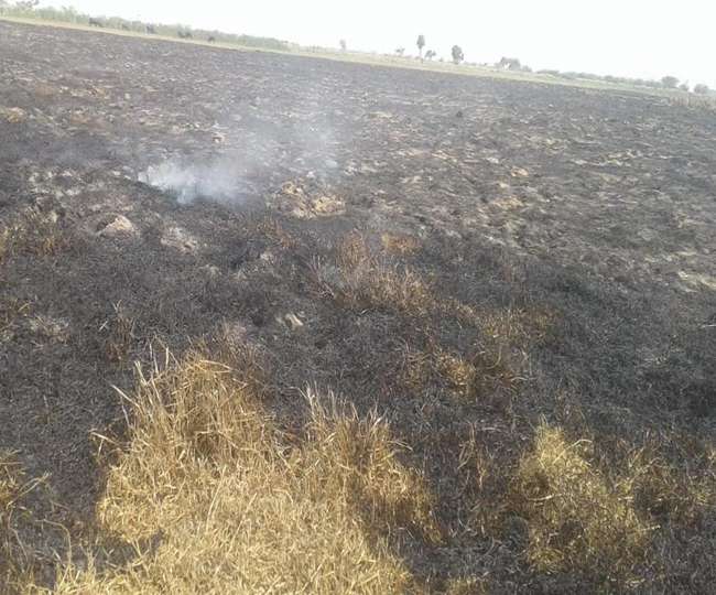 समान पक्षी विहार में सुलगी आग, देखते ही देखते कर गई पचास बीघा जंगल को राख