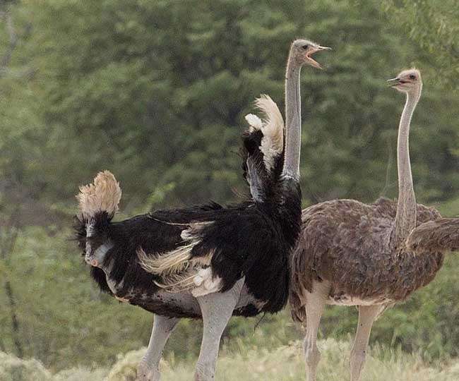यहां पाए जाते थे शुतुरमुर्ग से भी तीन गुना बड़े पक्षी, वजन होता था 450 ...