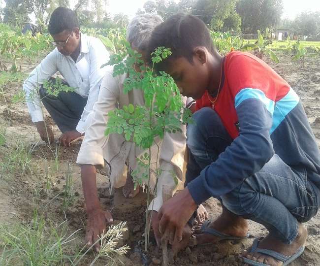 सहजन के पेड़ के सहारे जंग लड़ रही उप्र की बड़ी आबादी, दे रहे स्वस्थ ...