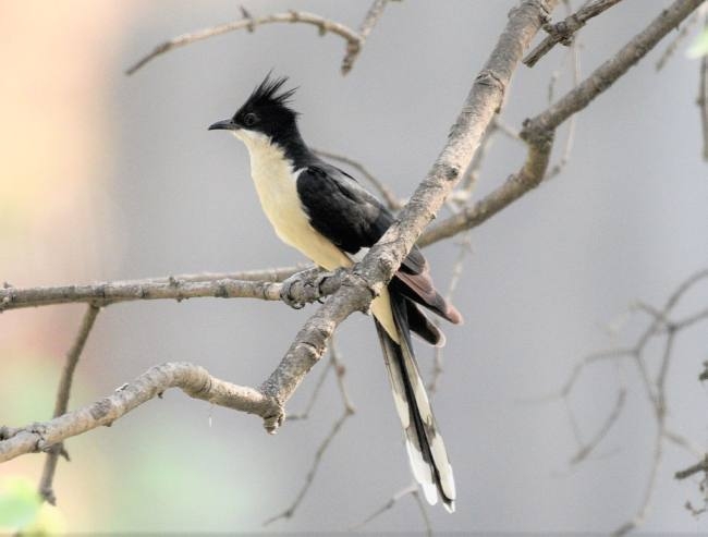 दूसरे पक्षी के घोंसले में अंडे देता है चातक - World of Birds; Chatak