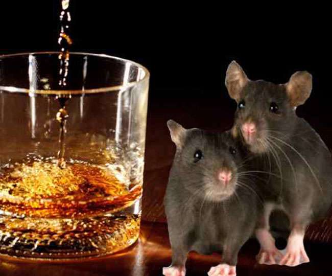 शराब पीने के बाद तबीयत हुई खराब, अब मरीजों की मीठी-कड़वी दवाइयां पी रहे ...