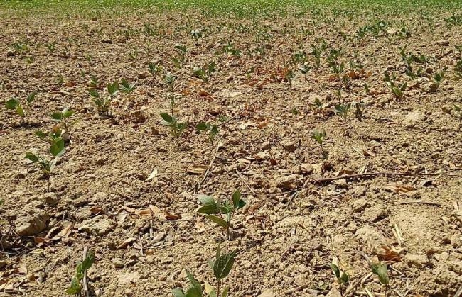जायद की फसल पर गहराया संकट