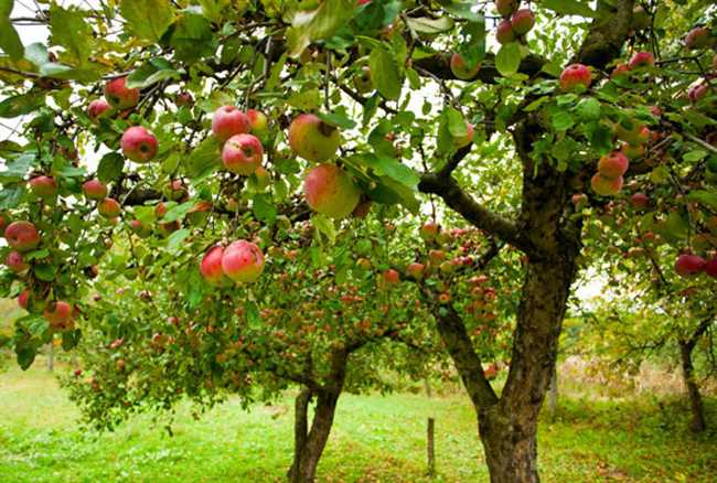 अब चंबा में तैयार होगा अमेरिकी सेब - American apples will be ready in ...