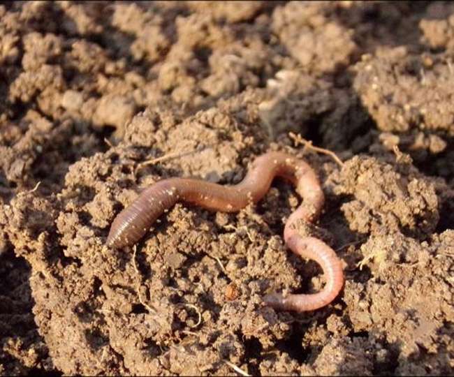 मंगल पर जगी जीवन की आस, विकसित हुए केंचुए - Scientists successfully ...