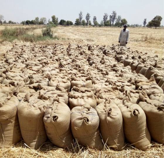 गेहूं तौल में गड़बड़ी, पुलिस को दी शिकायत - Grouse in wheat weighing ...