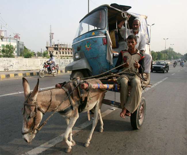 'गधों' को लेकर पाकिस्तान बना मजाक का पात्र, लोग कह रहे- 'गधों का देश'