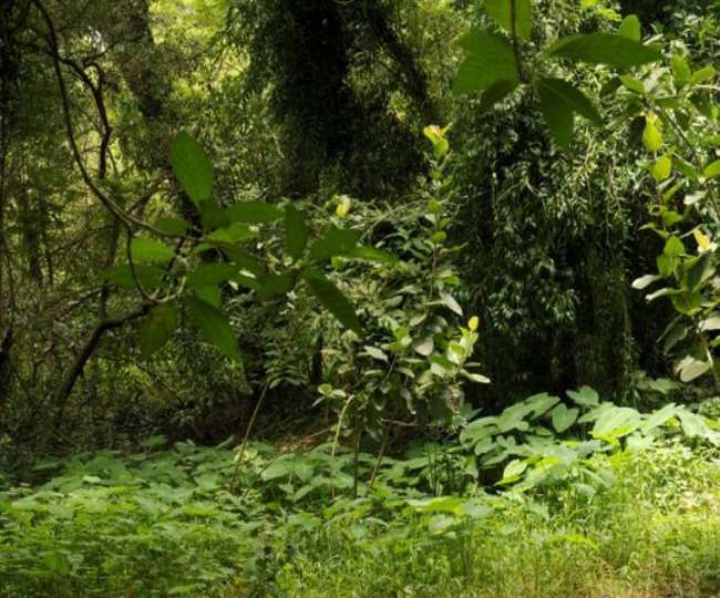 सोहेलवा जंगल में गुम हो गई जंगल के राजा की गर्जना Balrampur News ...