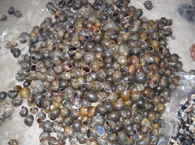 दो जून की रोटी के लिए करते घोंघा व्यवसाय - Snail business for two june roti